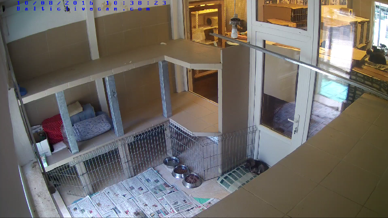 Urgent Message from Puppies in "Ulubele" Shelter - Animals Life ...