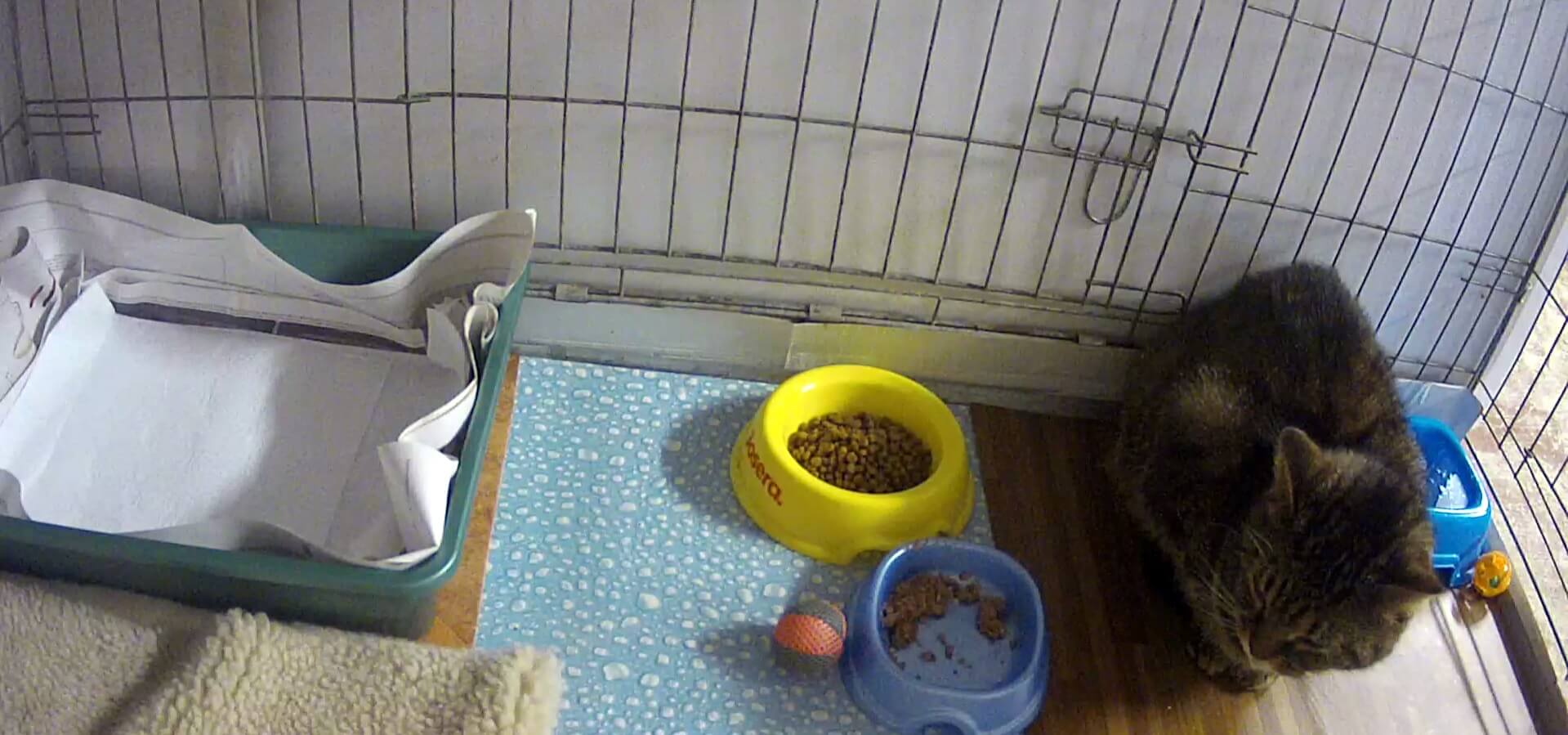 New Personalized Camera Installed in "Ulubele" Shelter - Animals Life ...