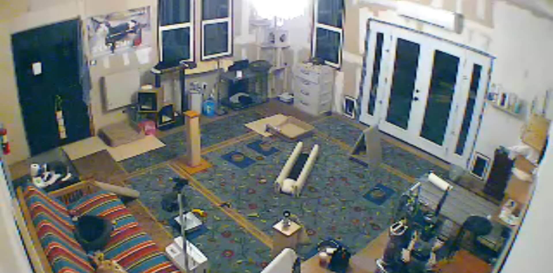 SNAP Cats Sanctuary in Santa Rosa Live Stream Webcam