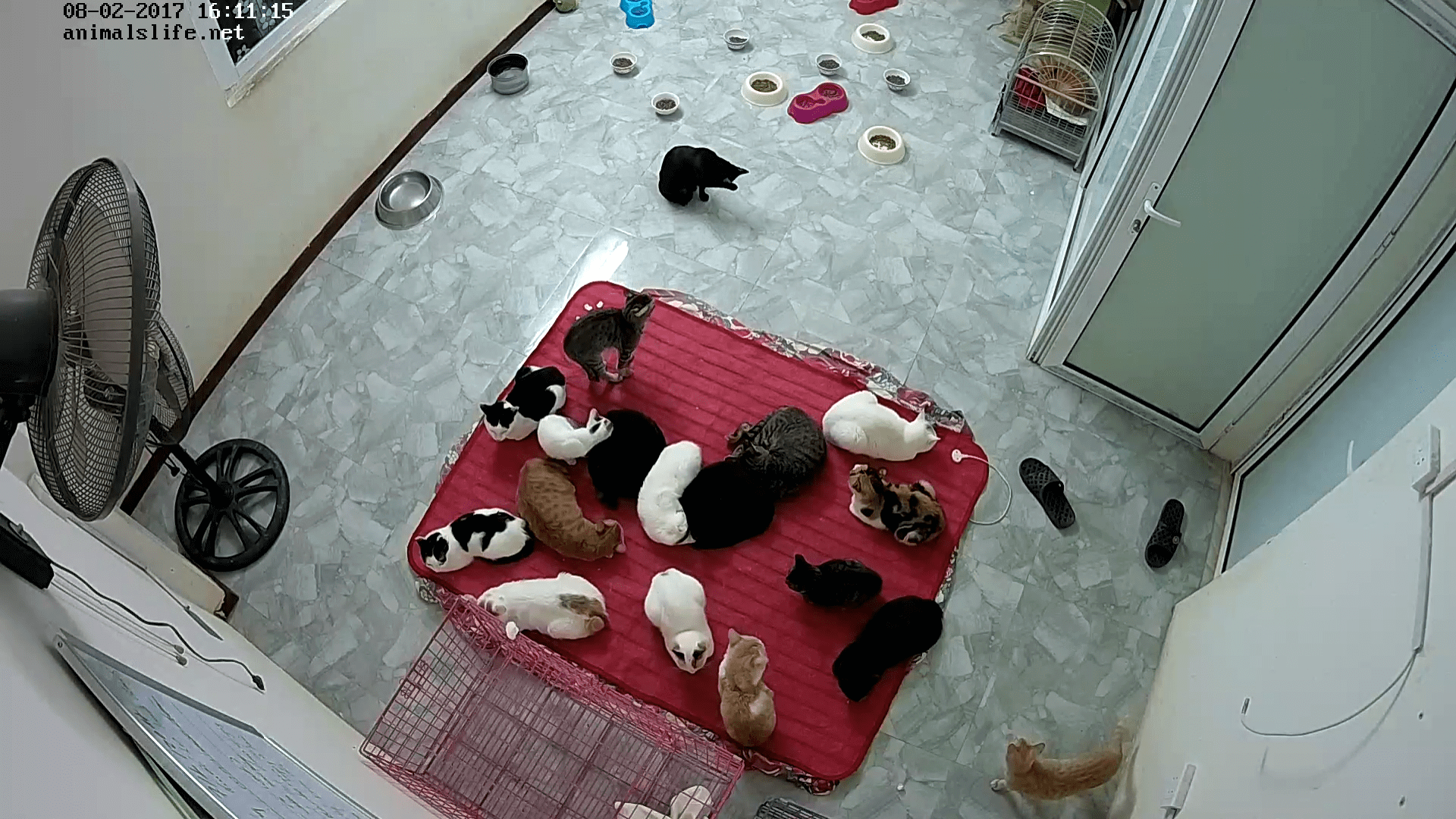 Hanoi Pet Rescue - Live Stream of Animals in the Shelter