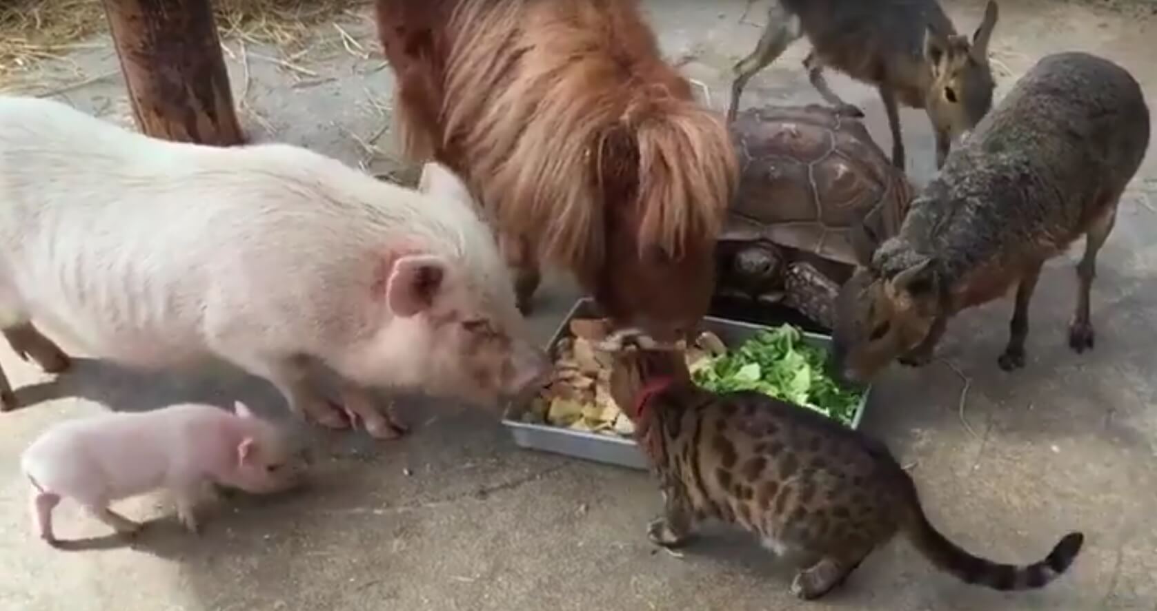 Farm Animals Having Lunch Together - Animals Life - Donate, Support