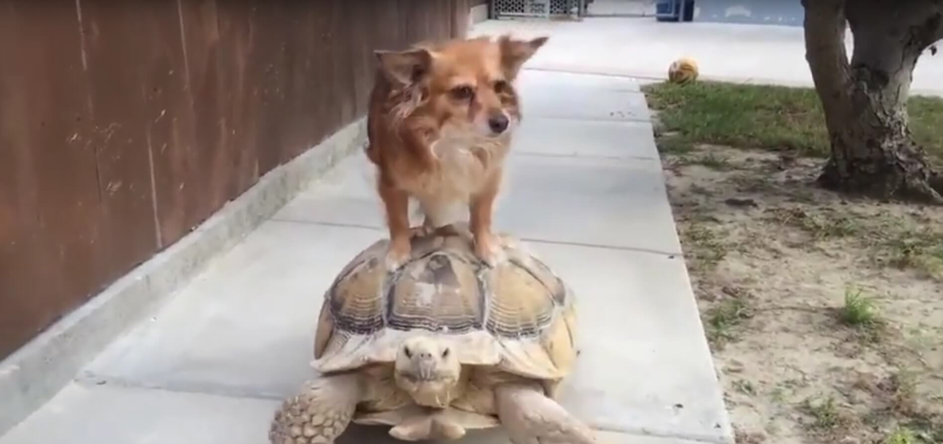 Turtles Confuse Other Pets - Funny Videos